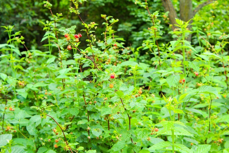 Raspberry Berry Bushes with Red Berry on the Branches Stock Photo ...