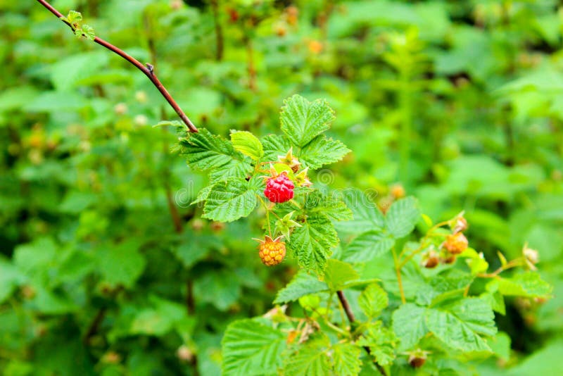 Raspberry Berry Bushes with Red Berry on the Branches Stock Photo ...