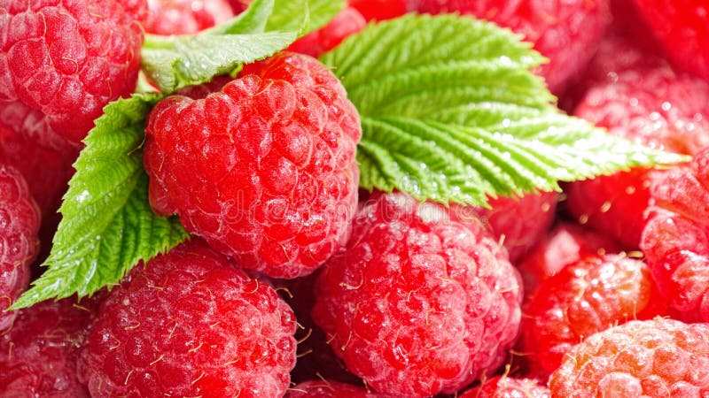 Raspberry Berry in the Garden Stock Photo - Image of advertising ...