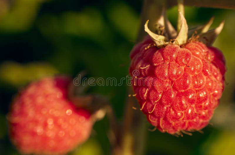 Raspberry Berry Close-up in the Morning Sun on a Blurred Background ...