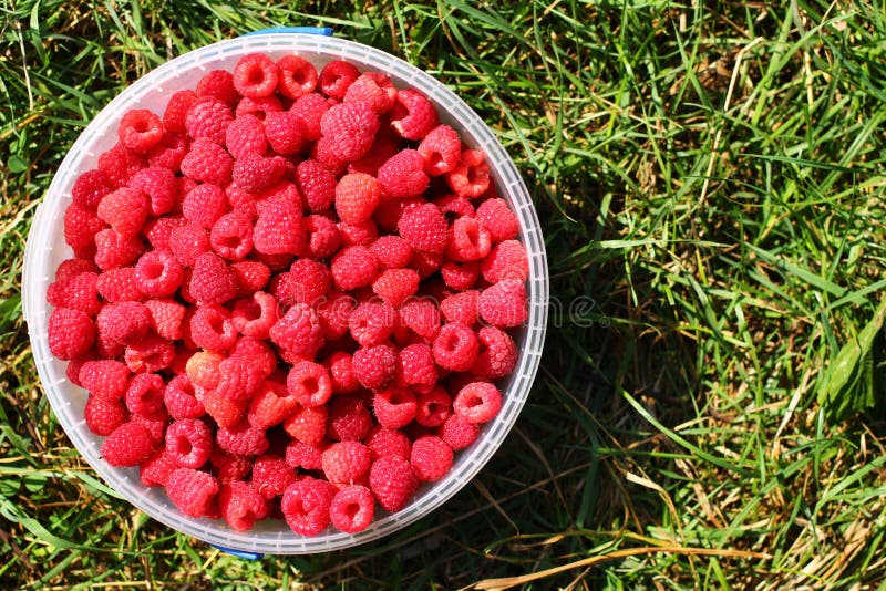 Raspberry Berry in a Container on the Grass Stock Image - Image of ...