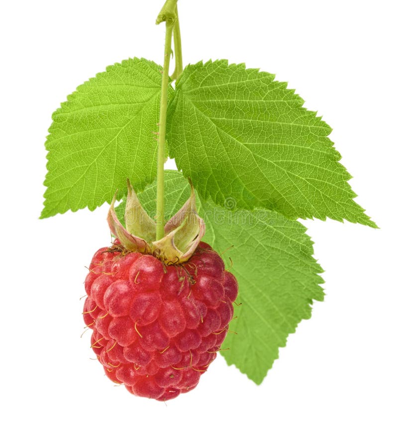 Raspberry Berry with Green Leaves on a White Background Isolate Stock ...