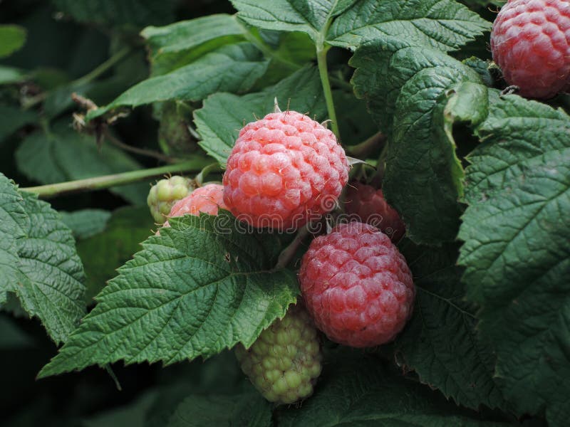 Raspberry, Berry, Raspberries Blackberries And Dewberries, Fruit ...