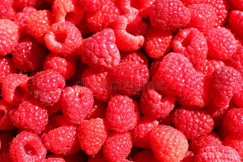 Raspberry Berry in Summer Closeup Stock Photo - Image of ripe ...