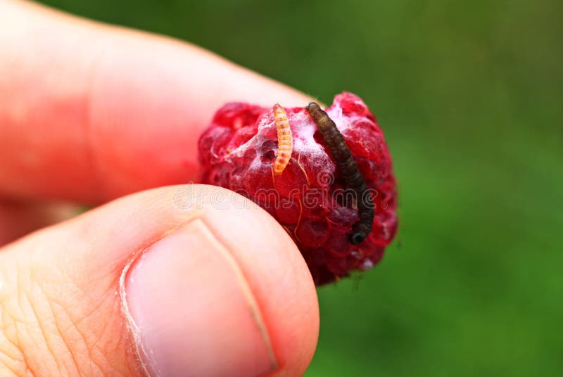Raspberry Berry with Worm Closeup Stock Image - Image of ghost ...