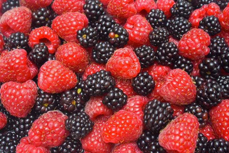 Black raspberries closeup stock image. Image of fruit - 120977617