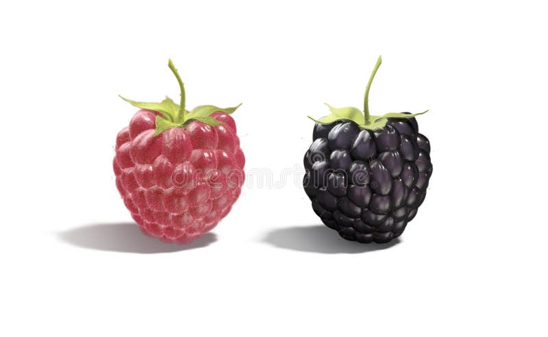 Raspberry and Blackberry Berries Standing Mockup, Front View Stock ...