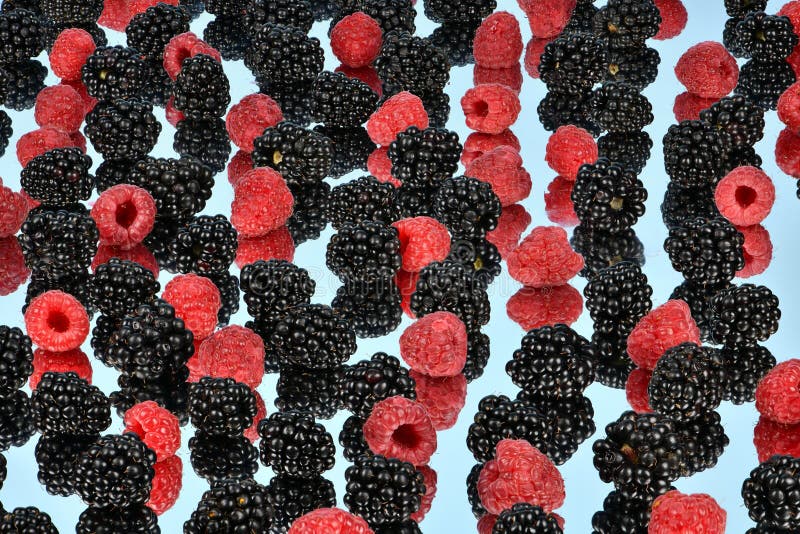 Raspberry and Blackberry on Light Blue Mirror. Side View. High ...