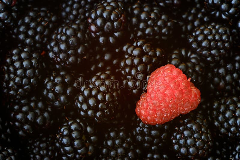 Raspberry and blackberry stock image. Image of fruity - 33675917