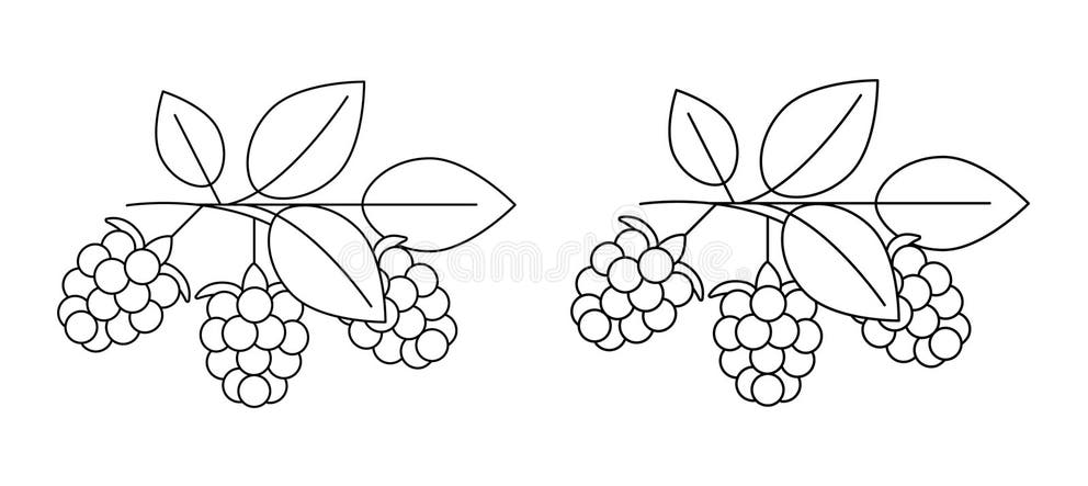Raspberry, Blackberry Outline Drawing. Editable and Expanded Stroke ...