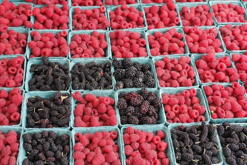 Raspberry and Blackberry Pints Stock Image - Image of blackberries ...