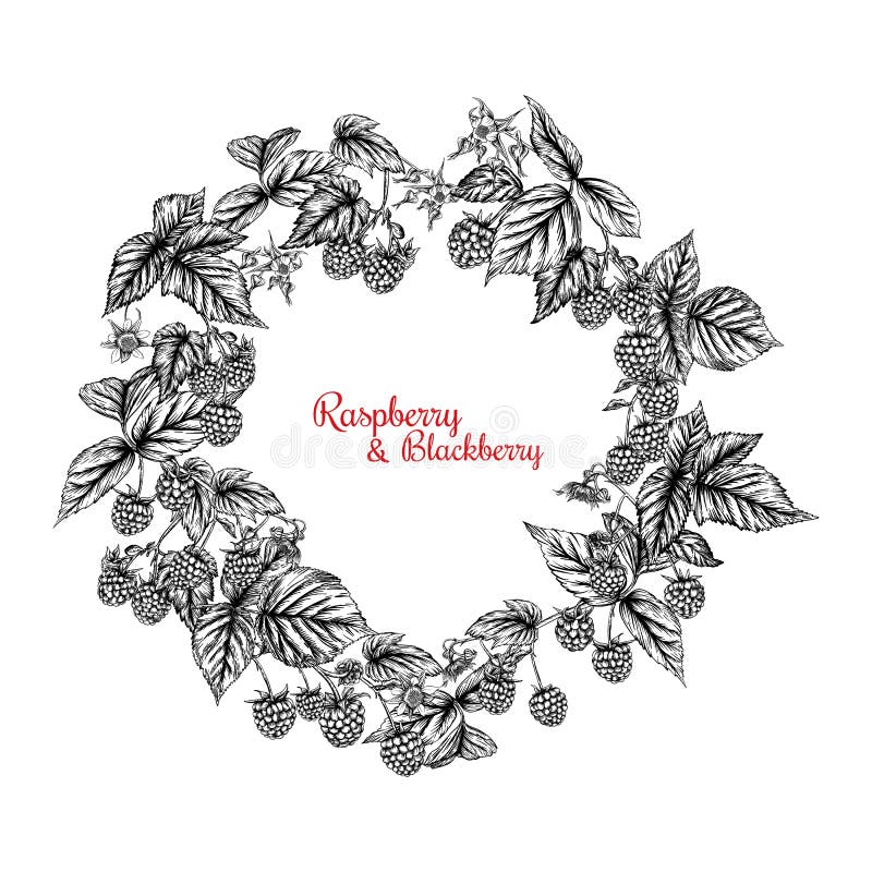 Raspberry and Blackberry. Ripe Berries on Branch Stock Vector ...