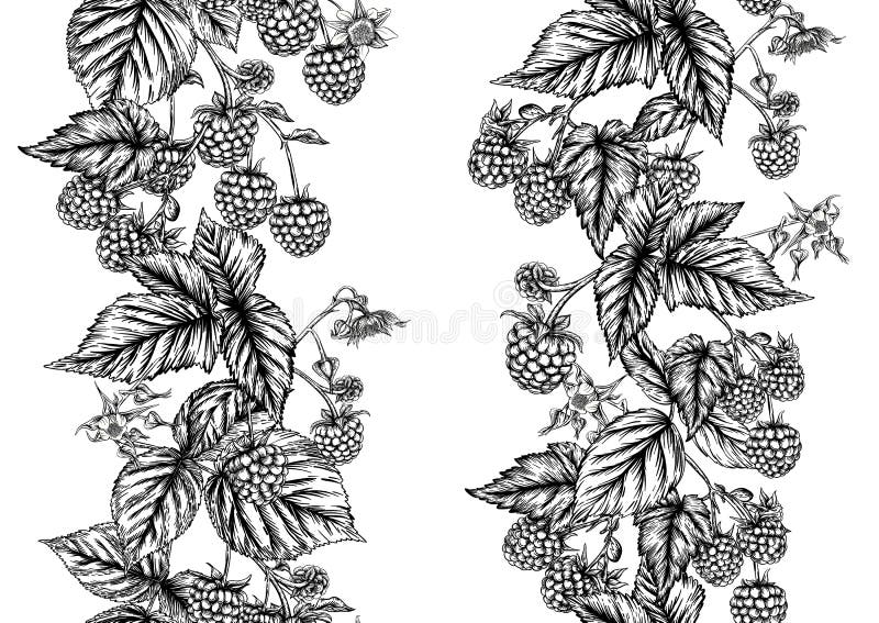 Raspberry or Blackberry. Ripe Berries on Branch Stock Vector ...