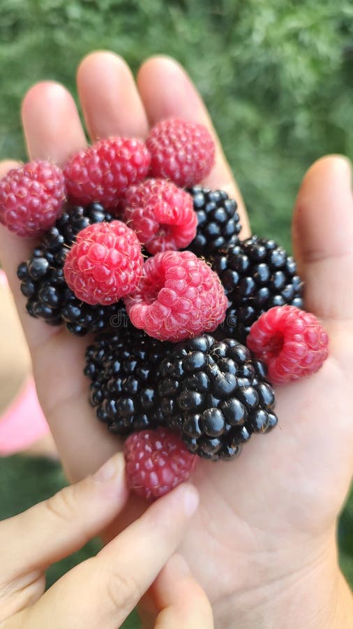 Raspberry and Blackberry Sweets Stock Image - Image of citrus ...