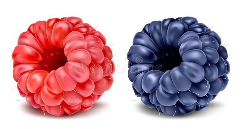 Ripe raspberry stock vector. Illustration of raspberry - 18778545