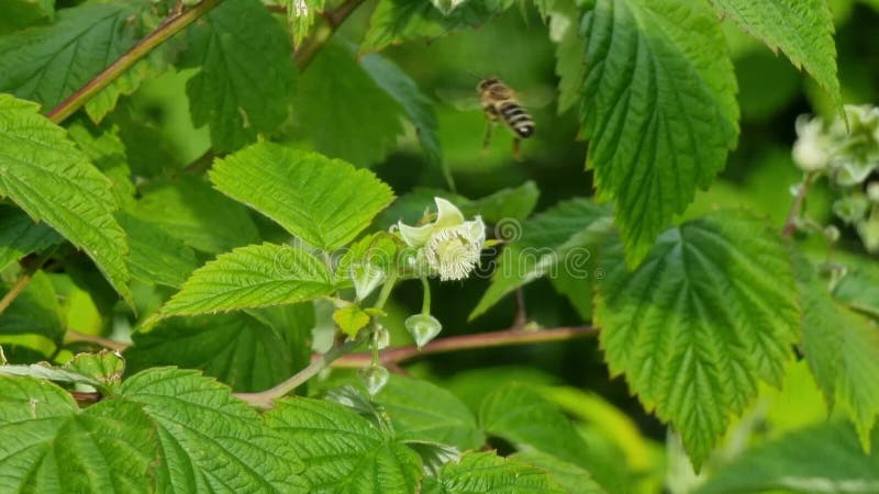 Raspberry Blossom. Pollination of a Raspberry Flower by a Bee. Stock ...