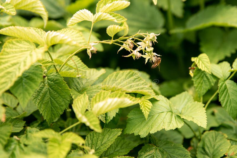 Raspberry Blossom in Summer on a Clear Sunny Day in the Garden Stock ...