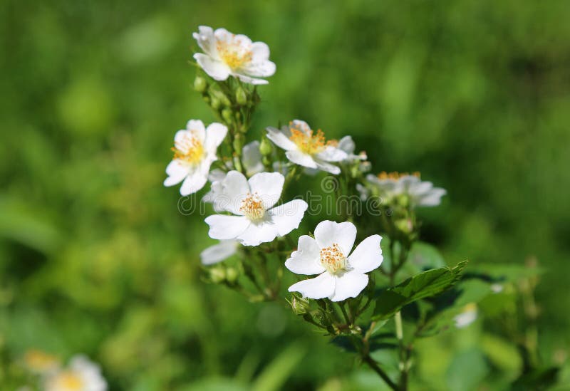 Raspberry Blossom in Summer on a Clear Sunny Day in the Garden Stock ...