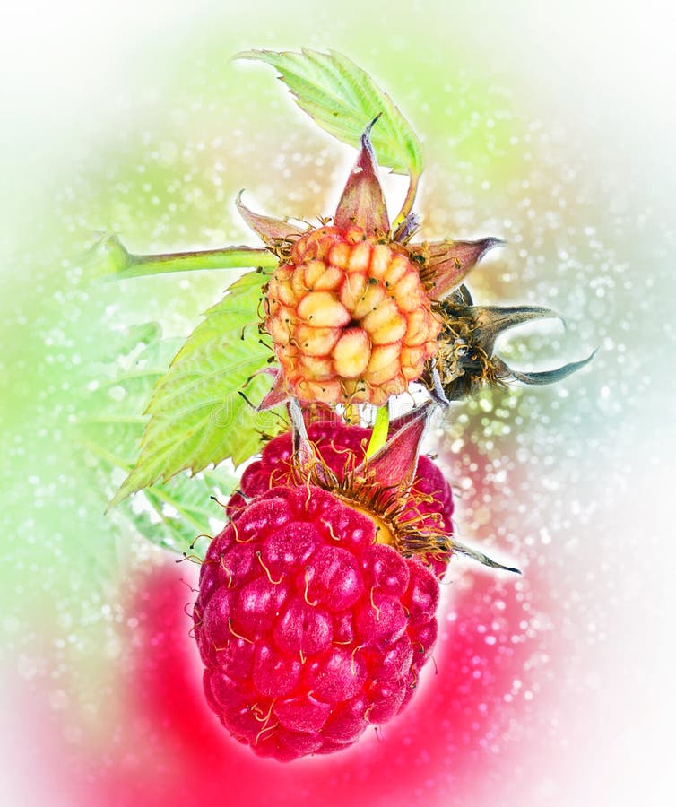 Raspberry. Bokeh, blur stock photo. Image of dainties - 159699230