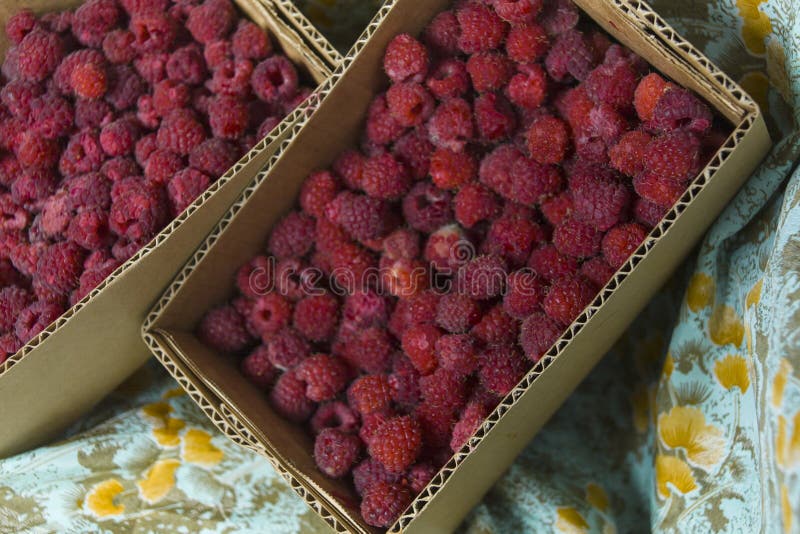 Raspberry in boxes stock photo. Image of bunch, eatable - 120217548