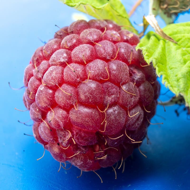 A Raspberry is a Bramble Fruit Belonging To the Genus Rubus Stock Photo ...
