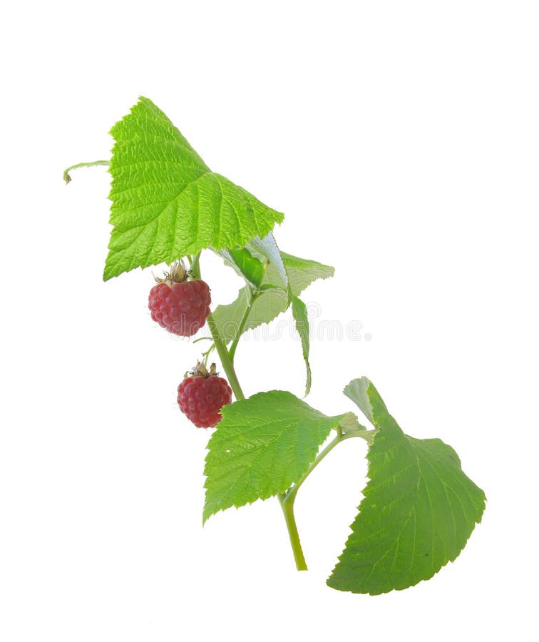 Raspberry Branch on the Blurred Garden Background Stock Image - Image ...