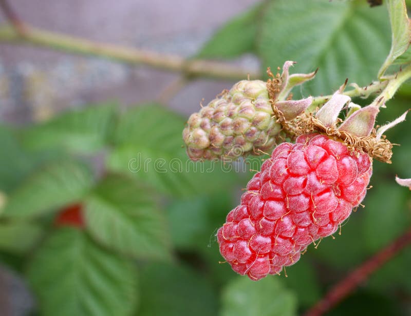 Raspberry branch stock photo. Image of leaf, macro, plant - 14809936