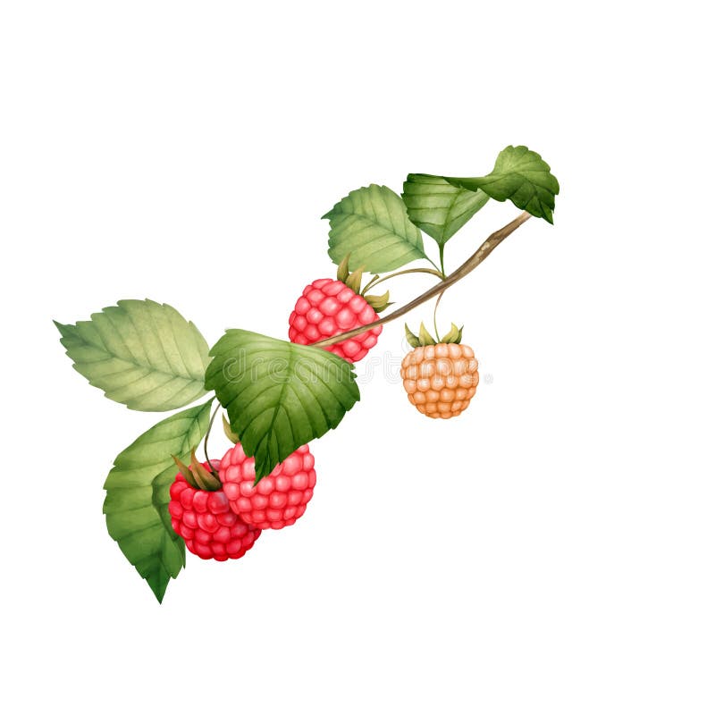 Raspberry Branch with Berries, Leaves and Flowers. Watercolor ...