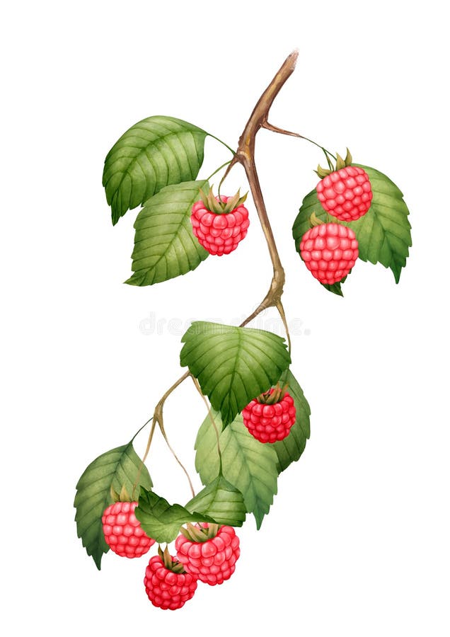 Raspberry Branch with Berries, Hand-drawn Botanical Illustration Stock ...