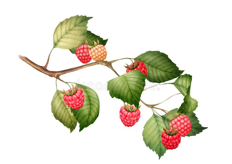 Raspberry Branch with Berries, Hand-drawn Botanical Illustration Stock ...