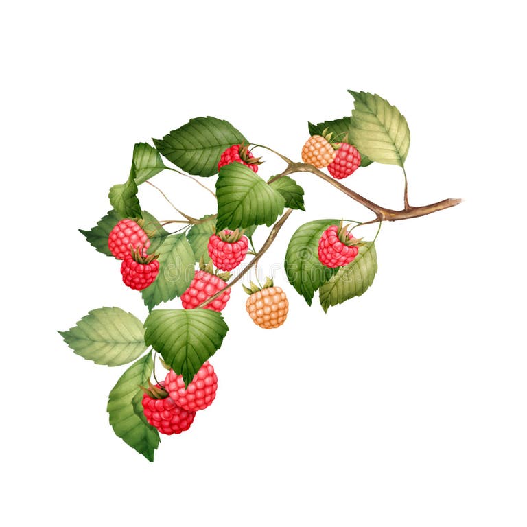 Raspberry Branch with Berries, Hand-drawn Botanical Illustration Stock ...