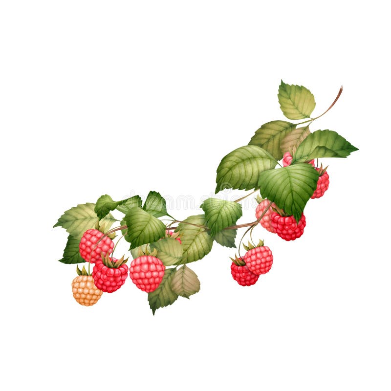 Raspberry Branch with Berries, Hand-drawn Botanical Illustration Stock ...