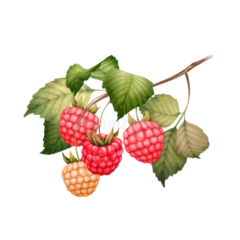 Raspberry Branch with Berries, Hand-drawn Botanical Illustration. Stock ...