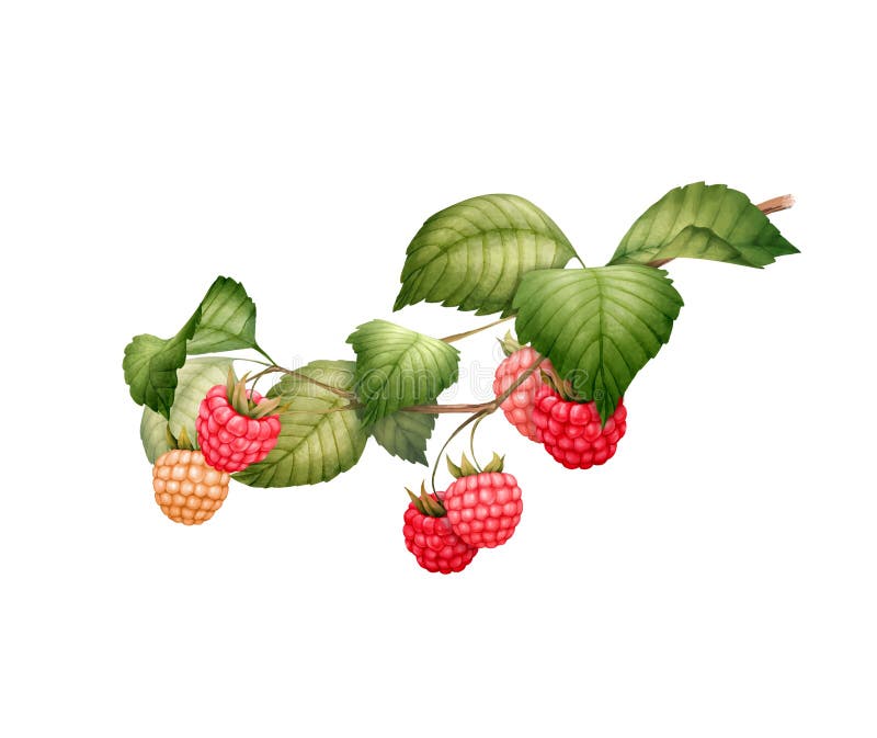 Raspberry Branch with Berries, Leaves and Flowers. Watercolor ...