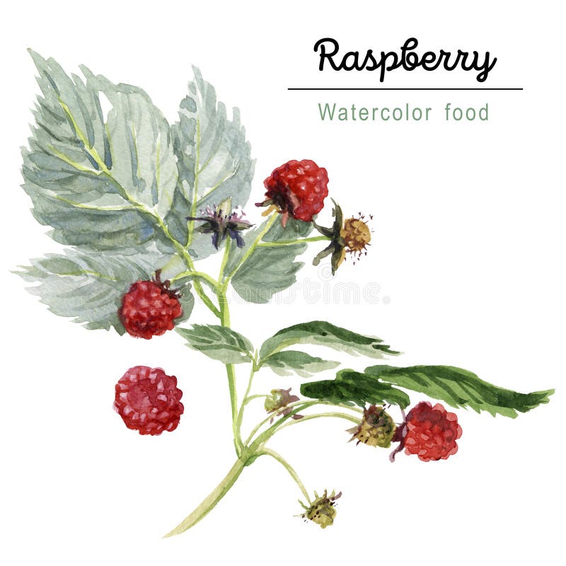 Raspberry Branch with Berries and Leaves. Watercolor Botanical Sketch ...