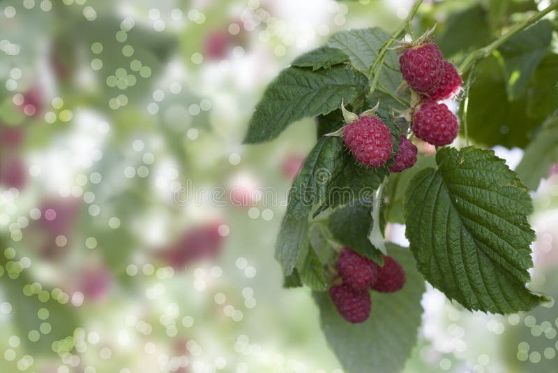 Raspberry Branch with Berries Raspberry- Stock Image . Stock Image ...