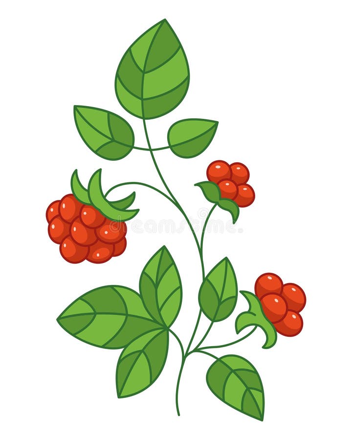 Cartoon Raspberry Bush
