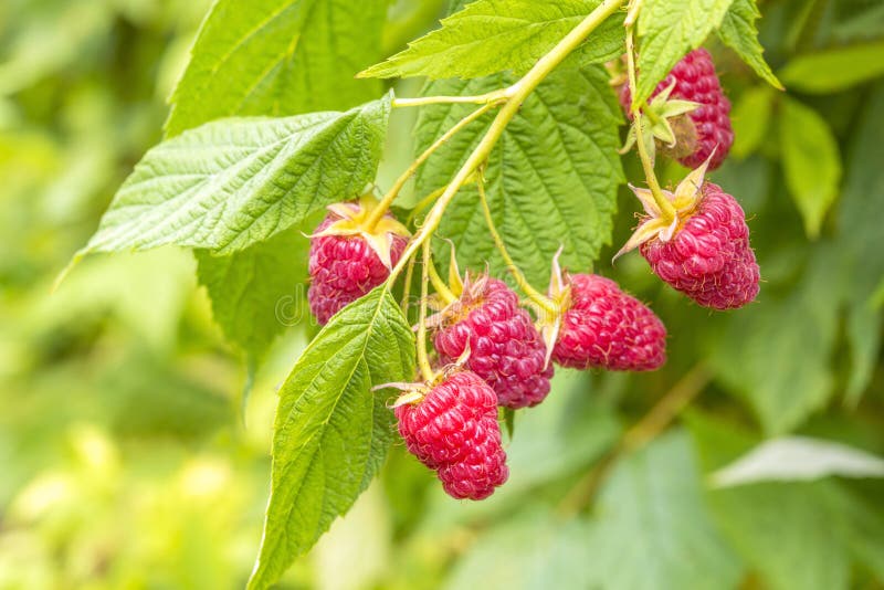 Raspberry on a branch stock photo. Image of hanging, closeup - 32718310