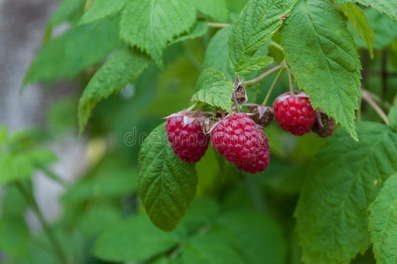 Raspberry on a branch stock photo. Image of plant, fruit - 273901786