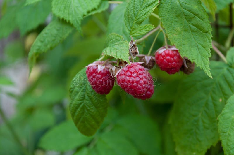 Raspberry on a branch stock image. Image of vegetable - 273901787