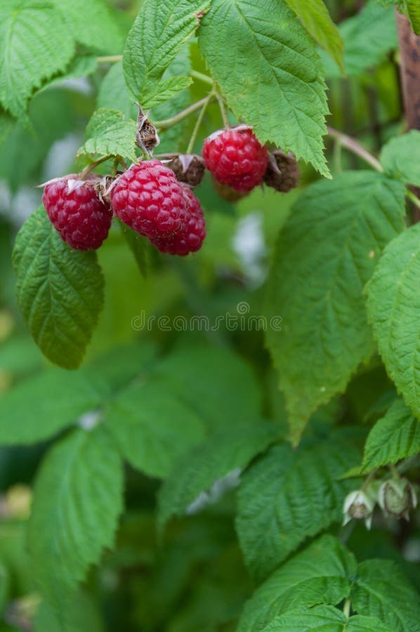 Raspberry on a branch stock photo. Image of evergreen - 273901804