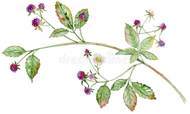 Raspberry Branch Stock Illustrations – 13,628 Raspberry Branch Stock ...