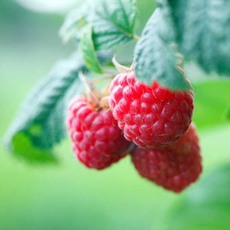 Raspberry Branch in the Garden Stock Photo - Image of fruits, branch ...