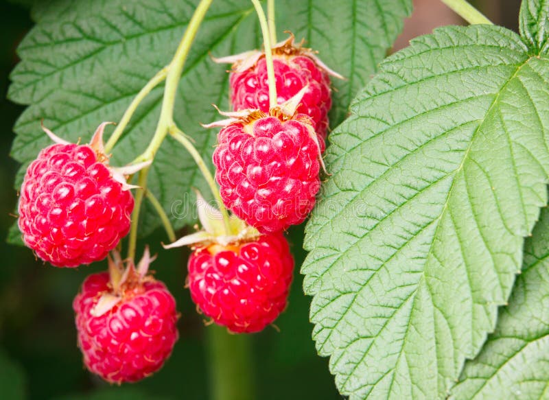 Raspberry Branch in the Garden Stock Photo - Image of fruits, branch ...