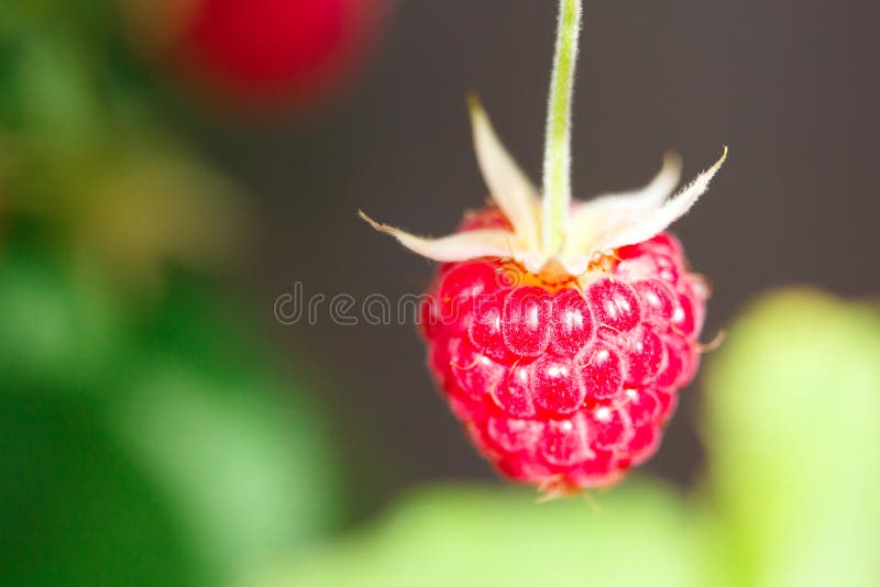 Raspberry Branch in the Garden Stock Image - Image of ripe, branch ...