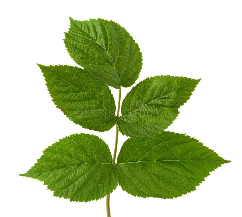 Raspberry Branch with Green Leaves Isolated on White Background Stock ... Raspberry Branch with Green Leaves Isolated on White Background Stock ...