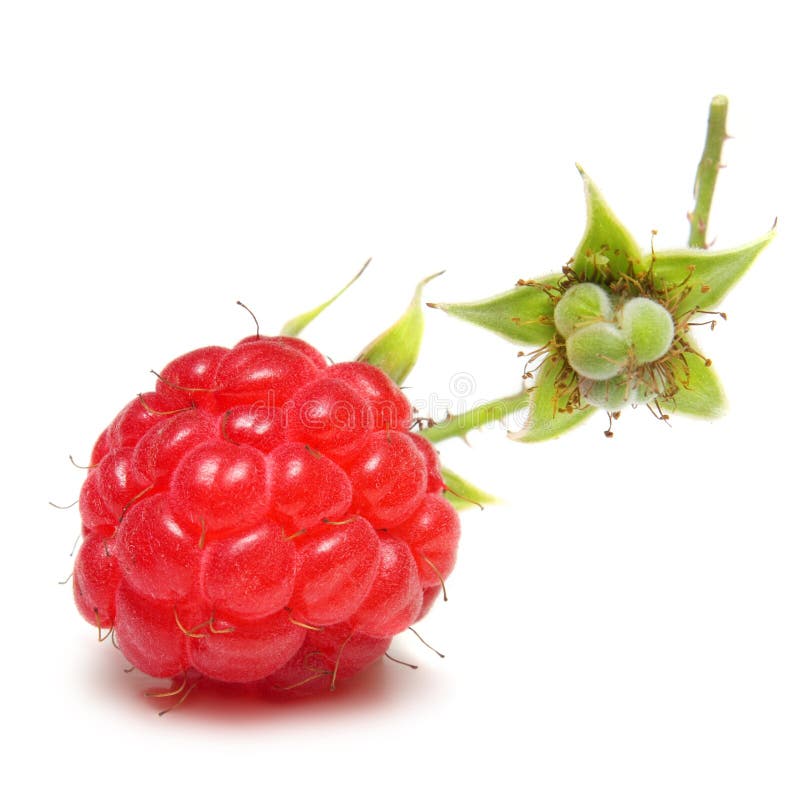 Raspberry branch isolated stock photo. Image of isolated - 32920704