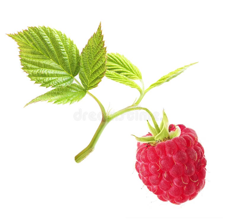 Raspberry Branch on the Blurred Garden Background Stock Image - Image ...