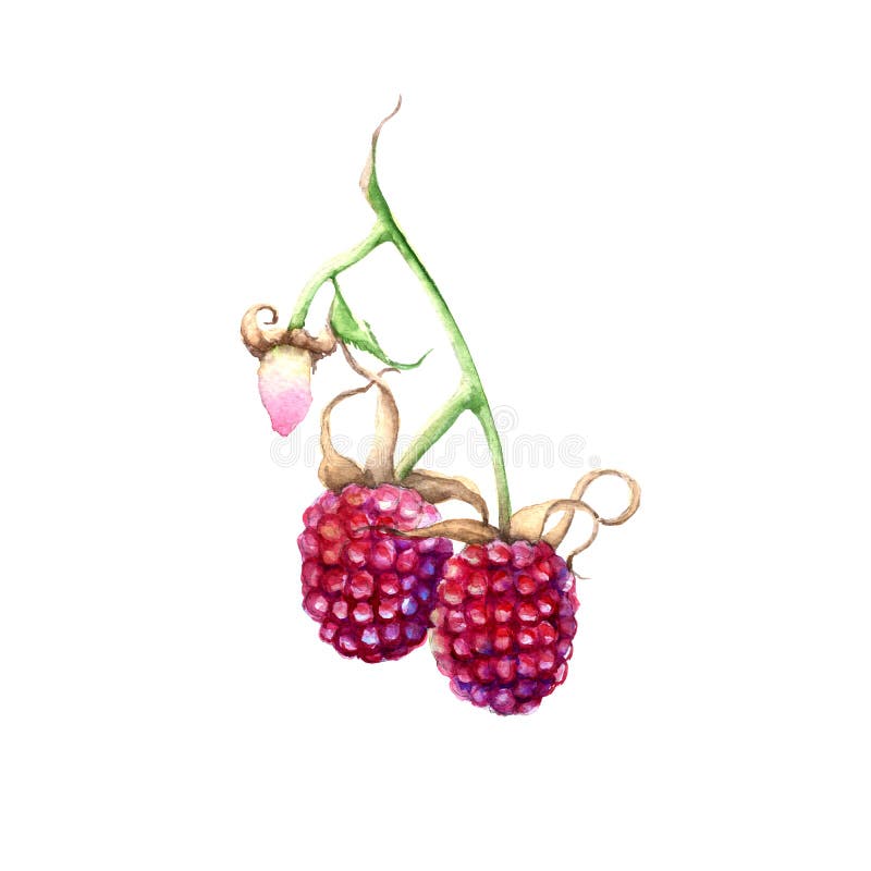 Raspberry on a Branch. Isolated on White Background Stock Illustration ...