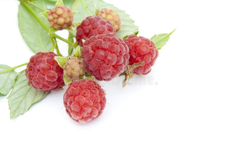 Raspberry bush concept stock image. Image of vegetable - 25639643